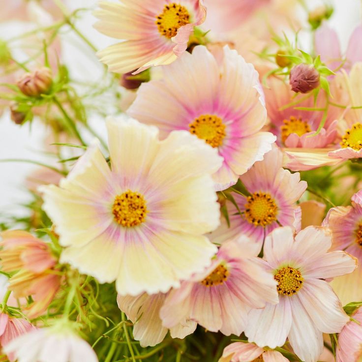 Flower Delivery – Melissa Bloom's
